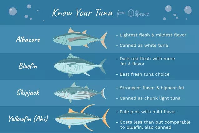 Tentang Tuna dan Varietasnya – Laut Biru Seafood